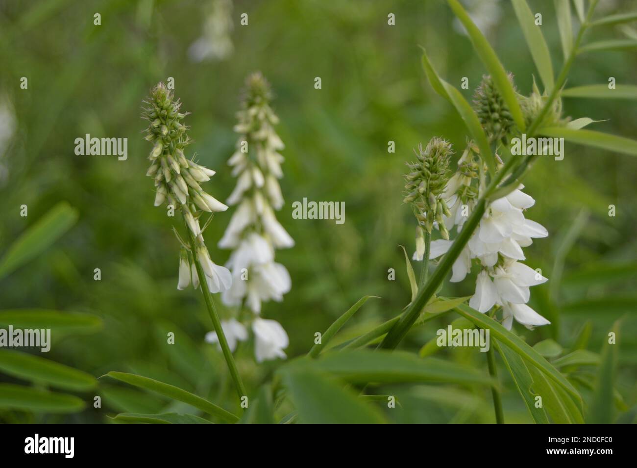 Galega plant hi-res stock photography and images - Alamy