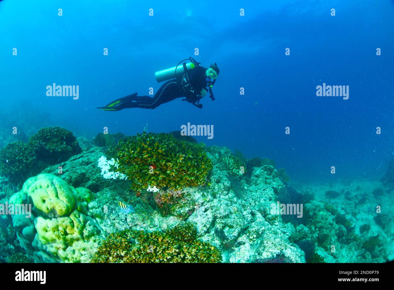 A scuba diving in ocean Stock Photo - Alamy