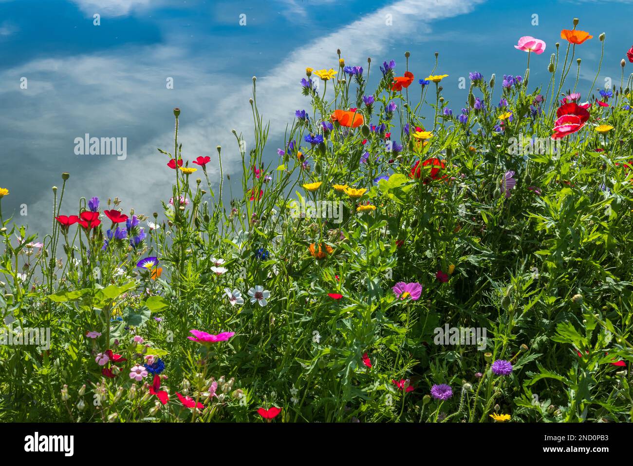 Bienen bunte blume hi-res stock photography and images - Alamy