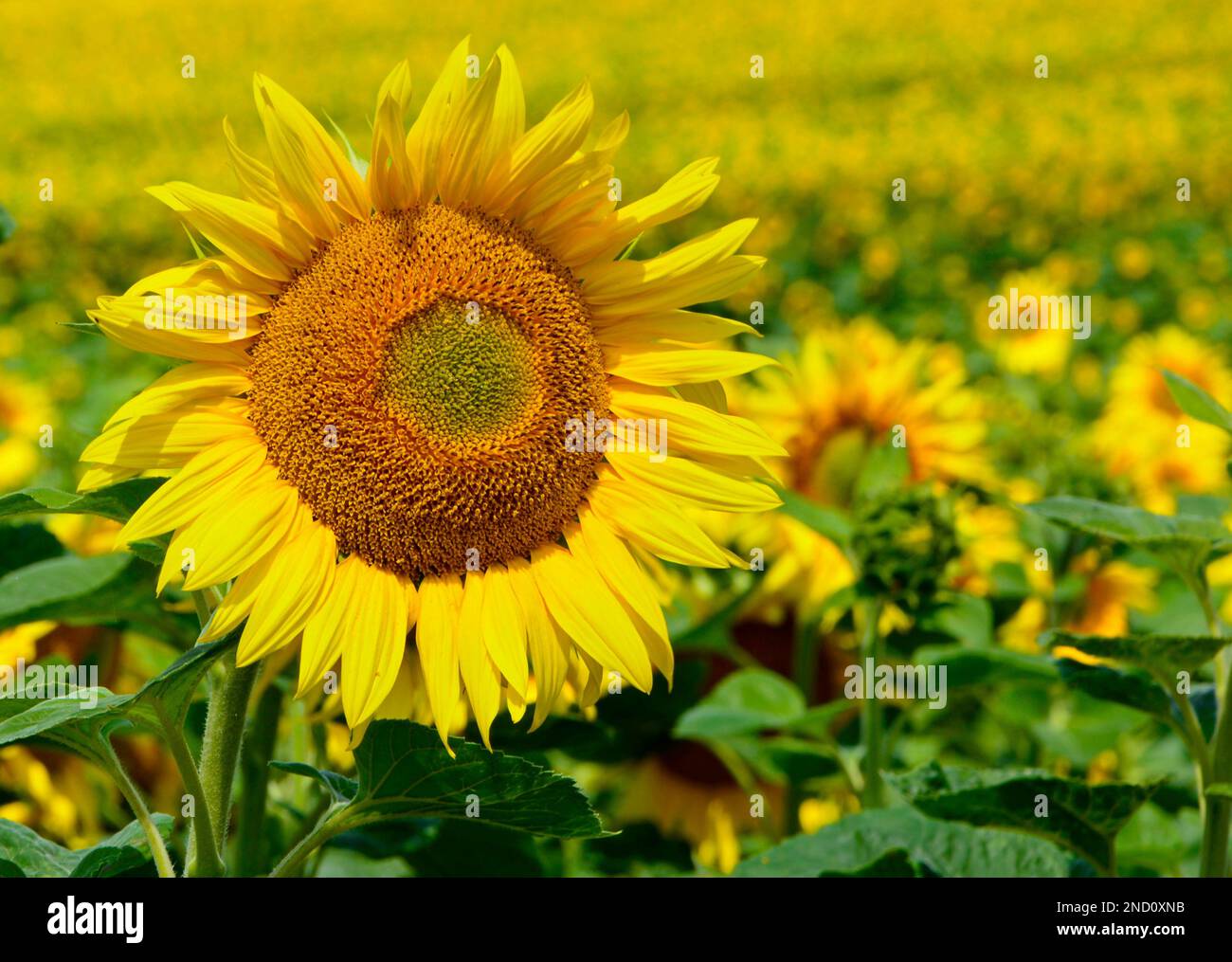 Disk of a sunflower hi-res stock photography and images - Alamy
