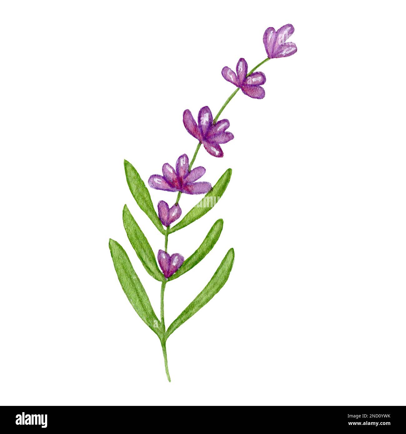 Lavender Flowers. Watercolor Sprigs of Lavender. The illustration is ...