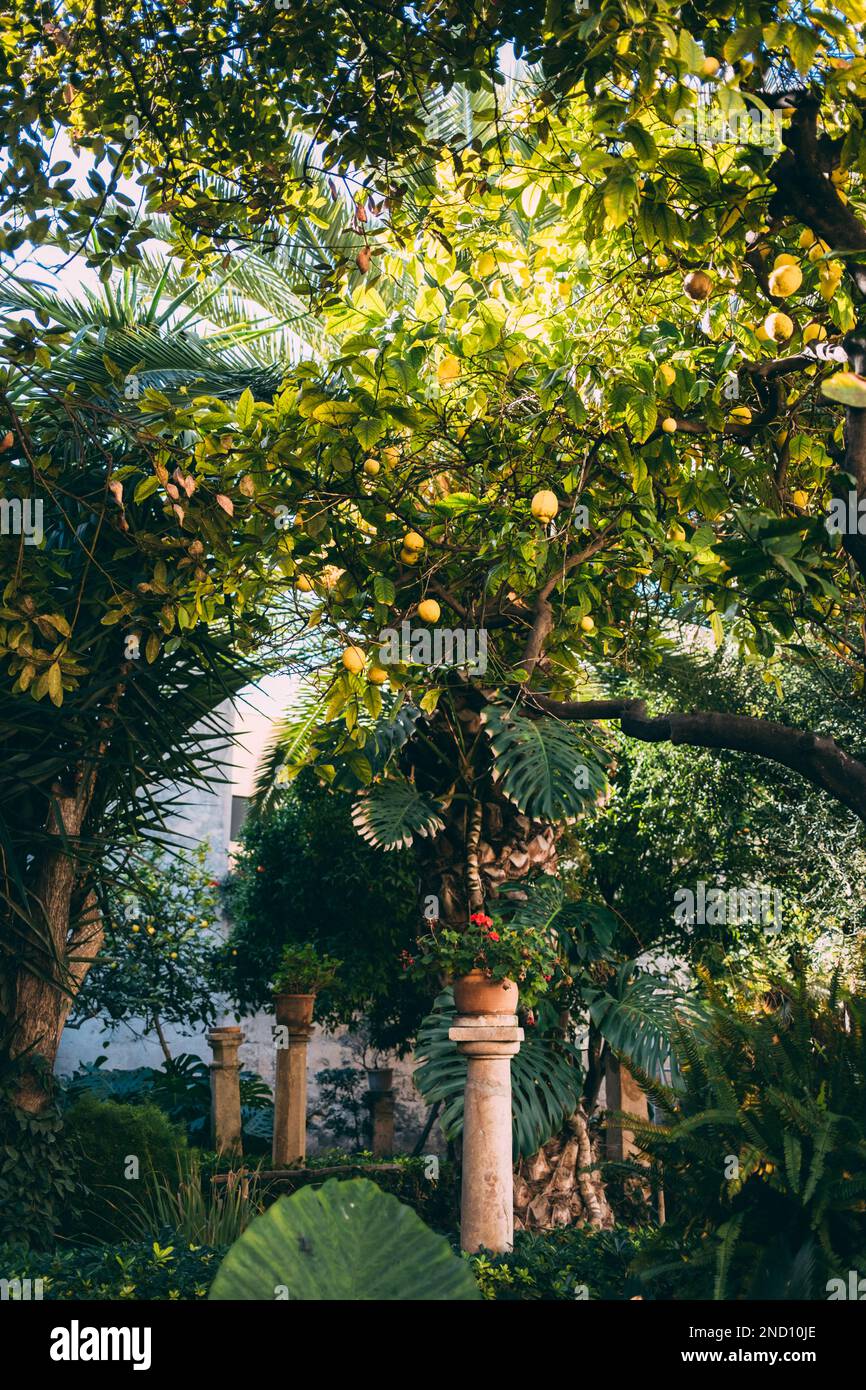 Palma, 13.01.23: Plants in the Arabic garden or baths Stock Photo - Alamy