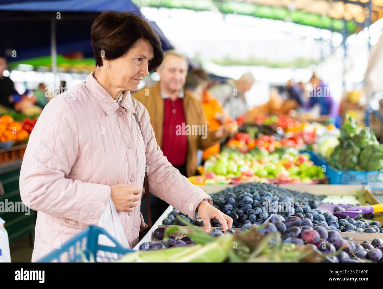 Positive mature woman in casual clothes picking fresh plums during ...