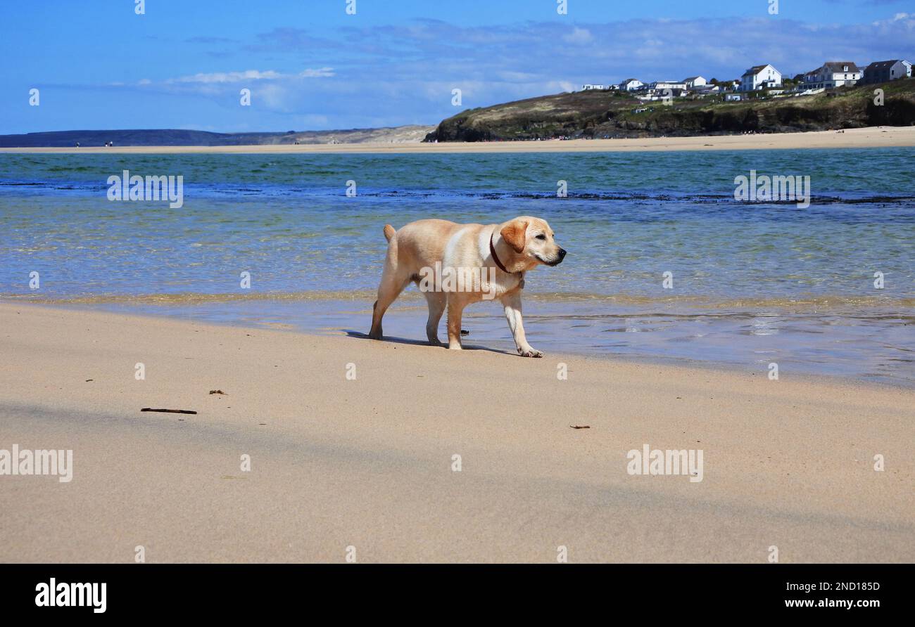 Yellow labrador retriever walking beside the River Hayle, Cornwall, UK ...