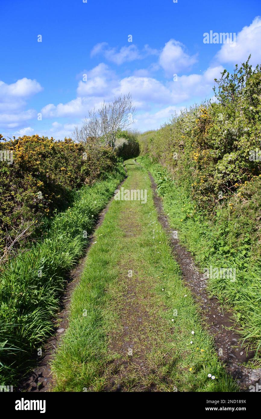 The footpath leading to Grade Church on the Lizard Peninsula, Cornwall ...