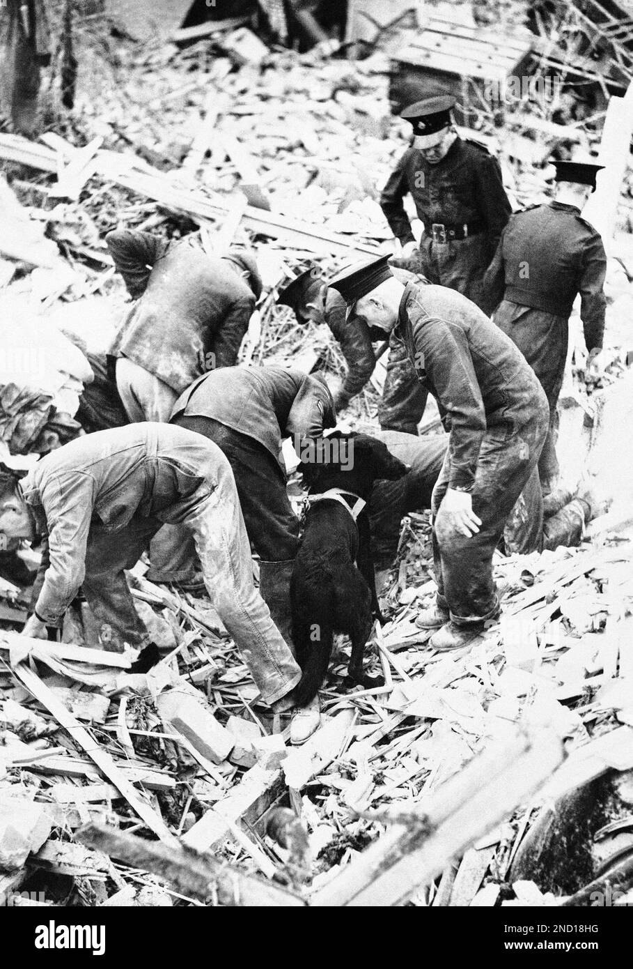 Darkie, an army-trained Alsatian dog assists rescue workers by scenting ...