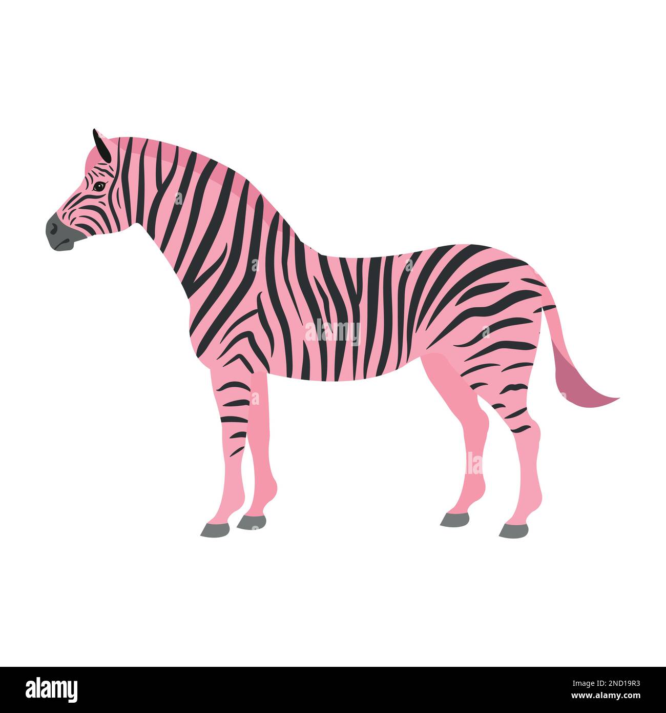 Pink Zebra Clipart