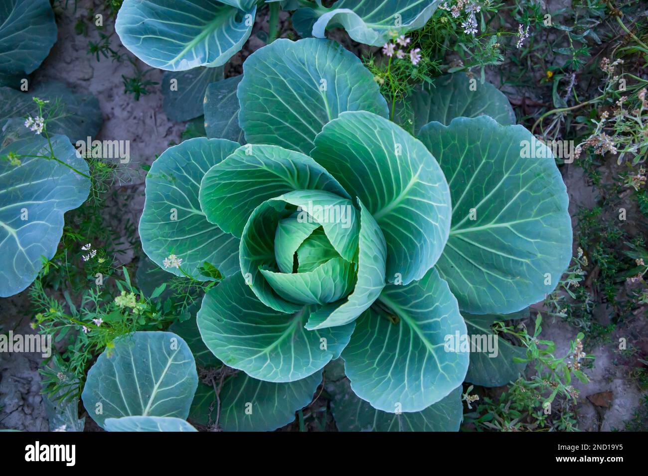 Cabbage grows in the garden. Cabbage growing in the garden Stock Photo ...