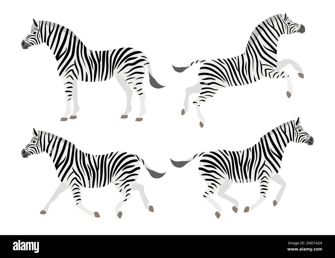 Vector set of flat hand drawn zebra isolated on white background Stock ...