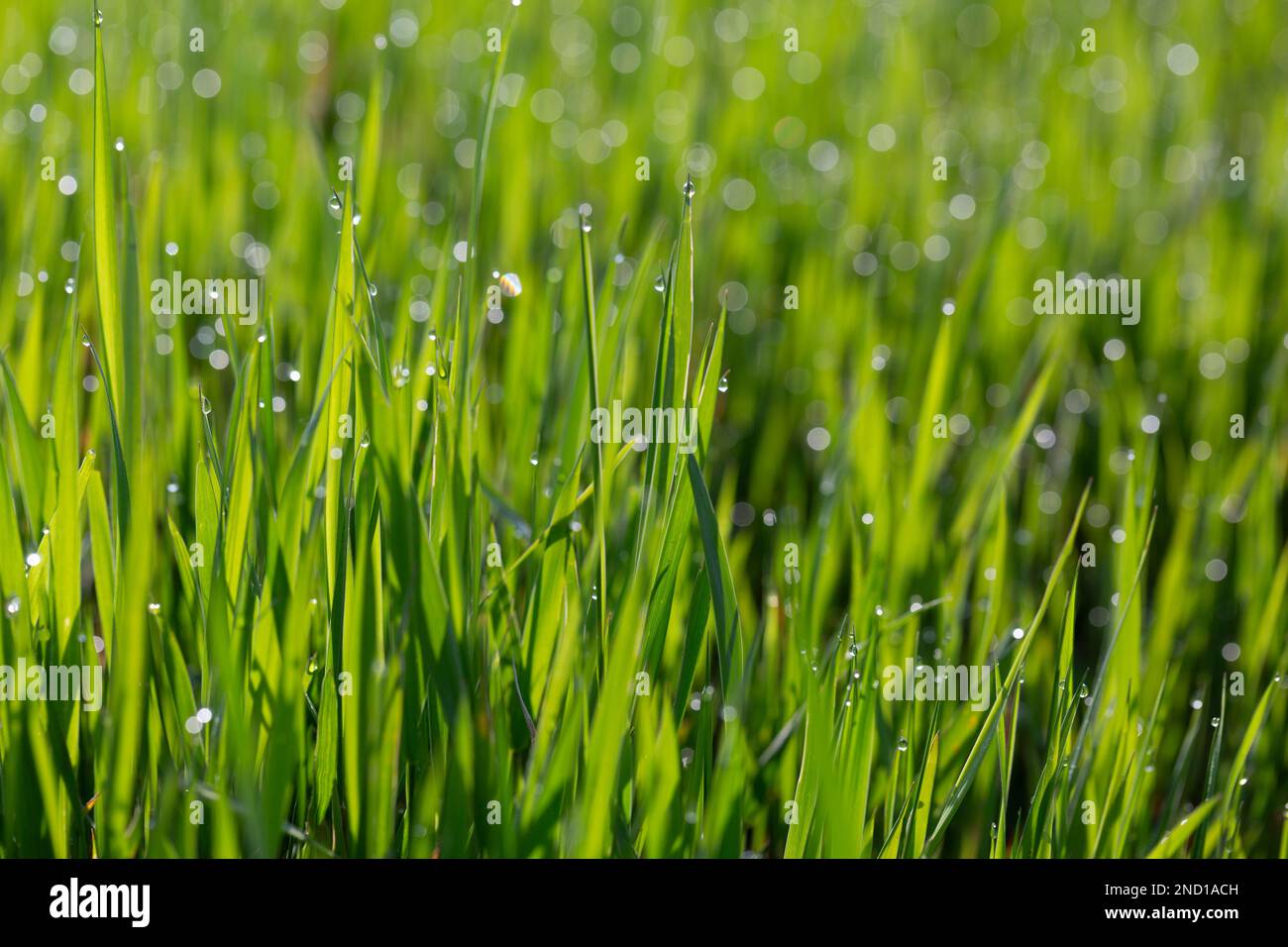 Background of grass and dew on a summer day, nature background Stock ...