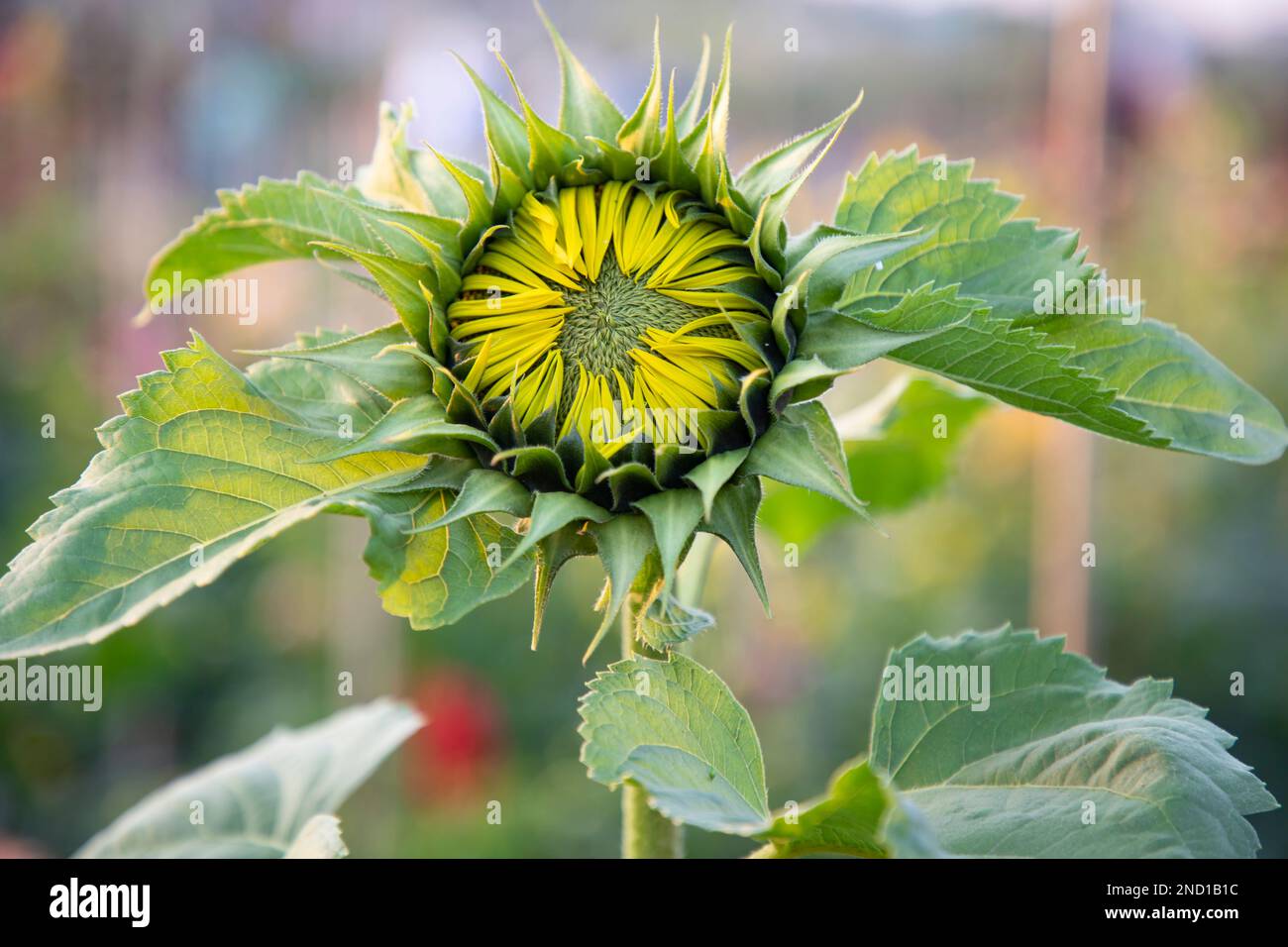 Sunflower in the garden. Sunflowers blooming in the garden Stock Photo ...
