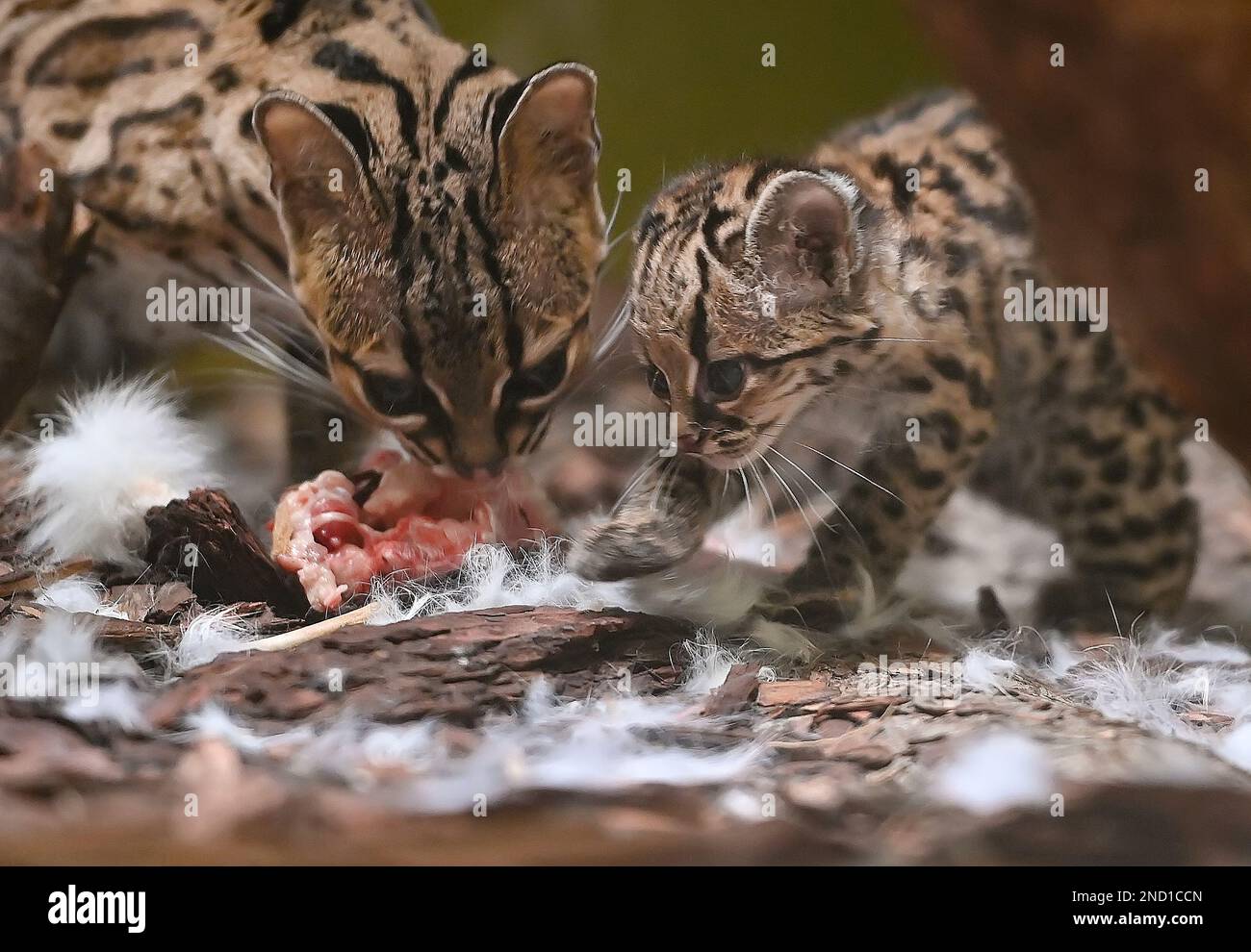 Jihlava, Czech Republic. 15th Feb, 2023. Margay, Leopardus wiedii, two ...