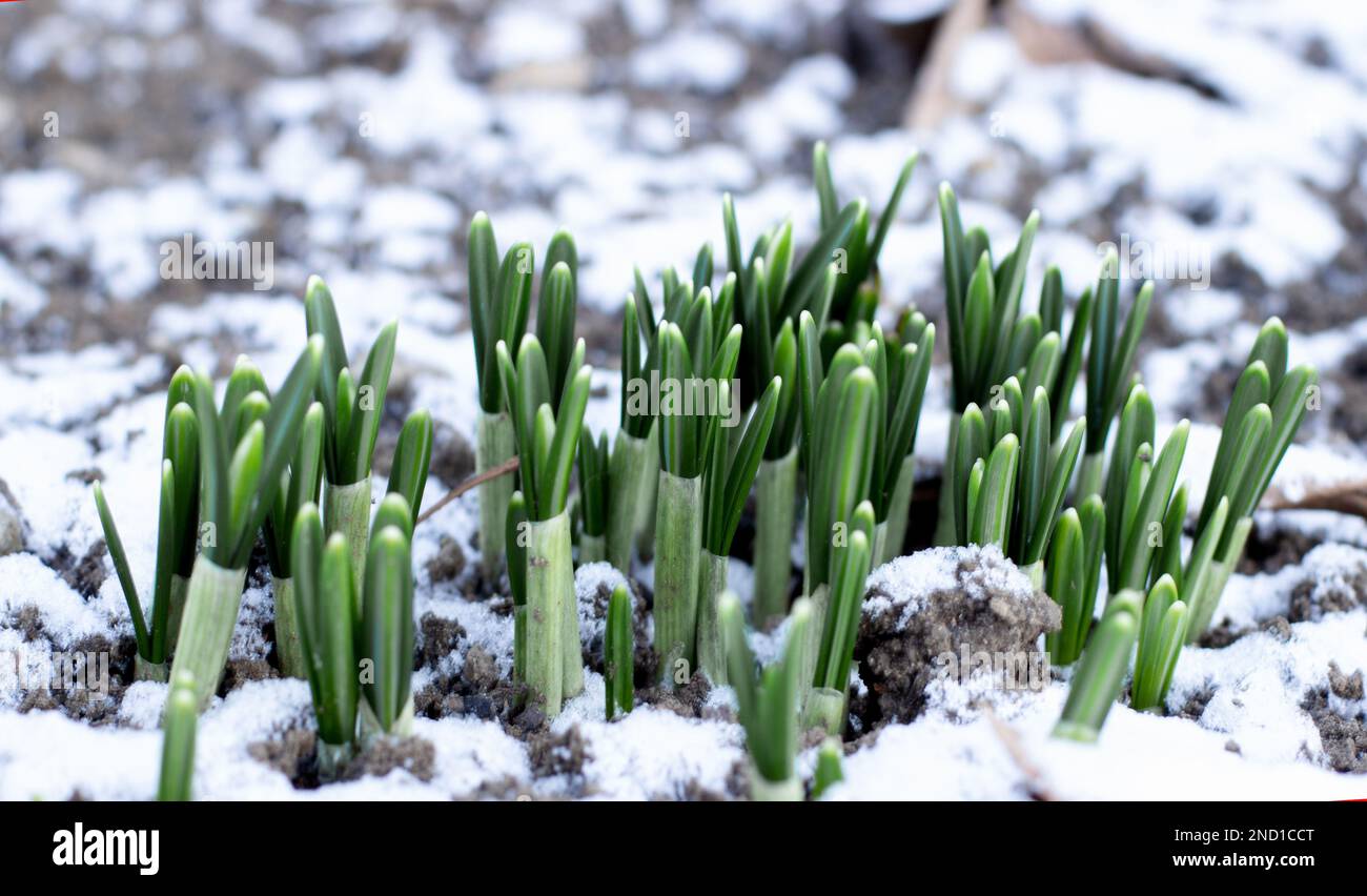 Unblown hi-res stock photography and images - Alamy