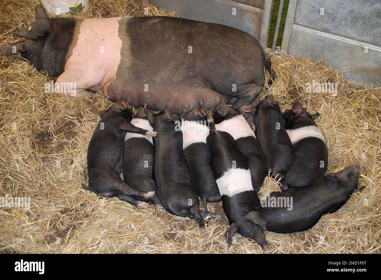 Saddleback sow and her large group of small piglets--- at a past ...