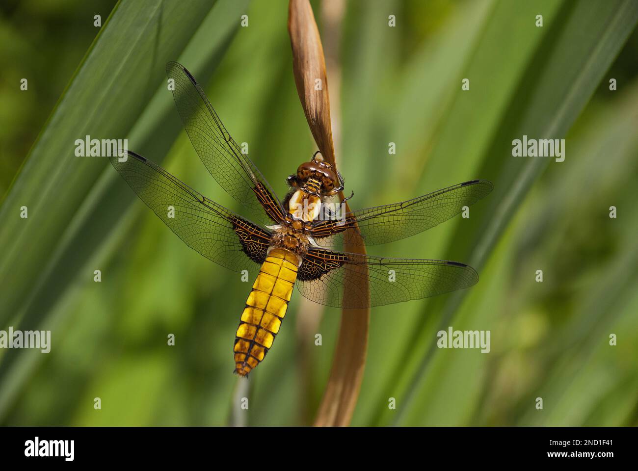 Rspb literature hi-res stock photography and images - Alamy