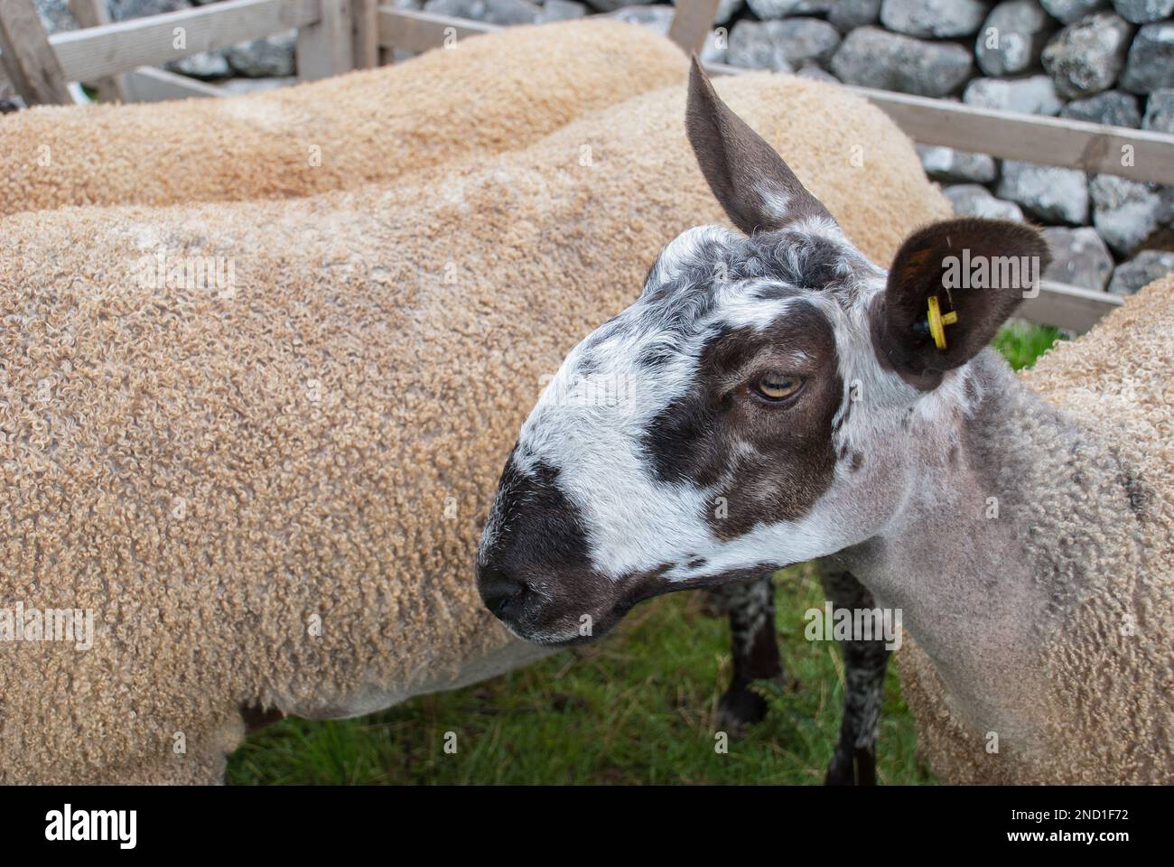 Bluefaced leicester sheep hi-res stock photography and images - Alamy
