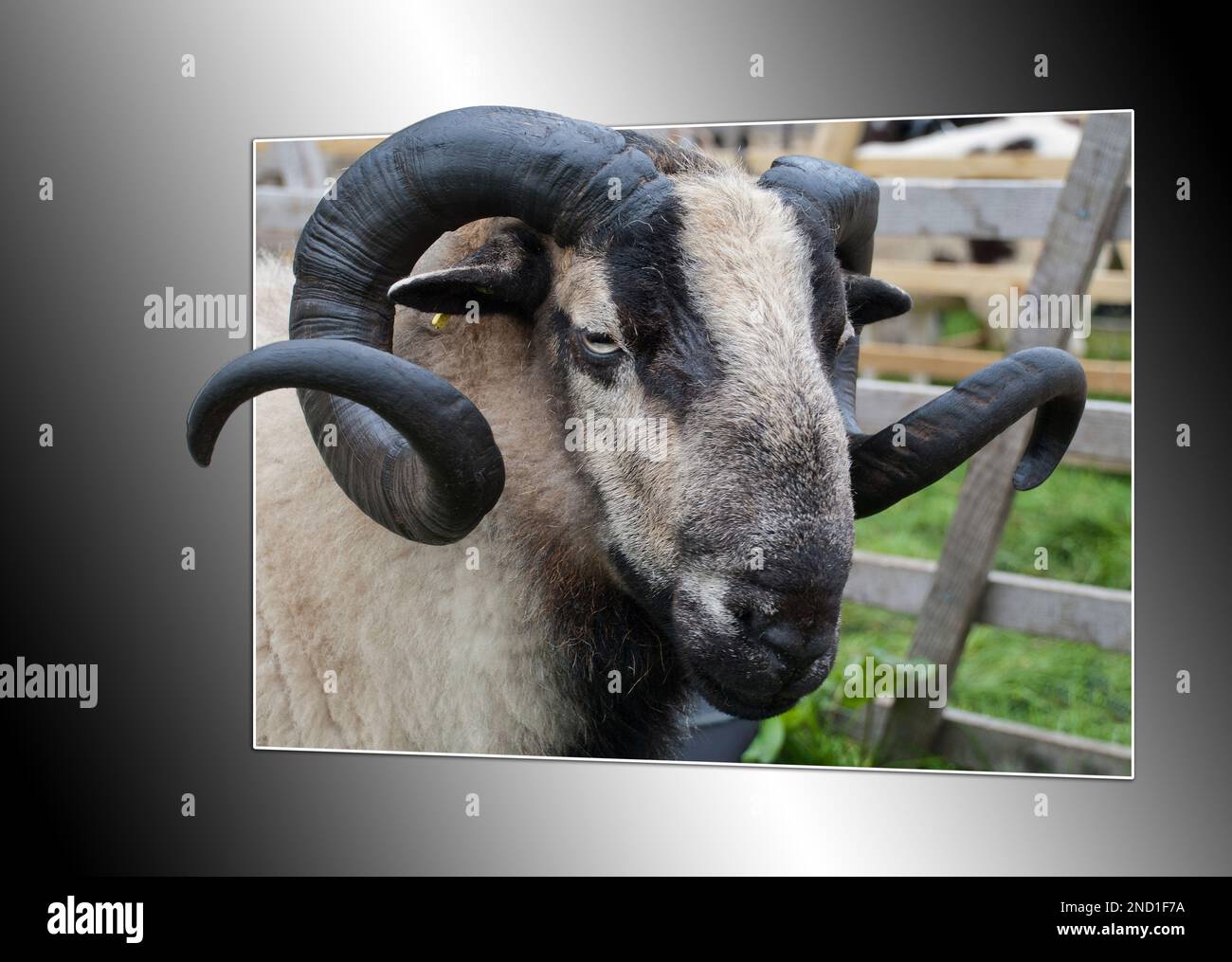 The Badger Face Welsh Mountain is a distinct variety of the Welsh ...