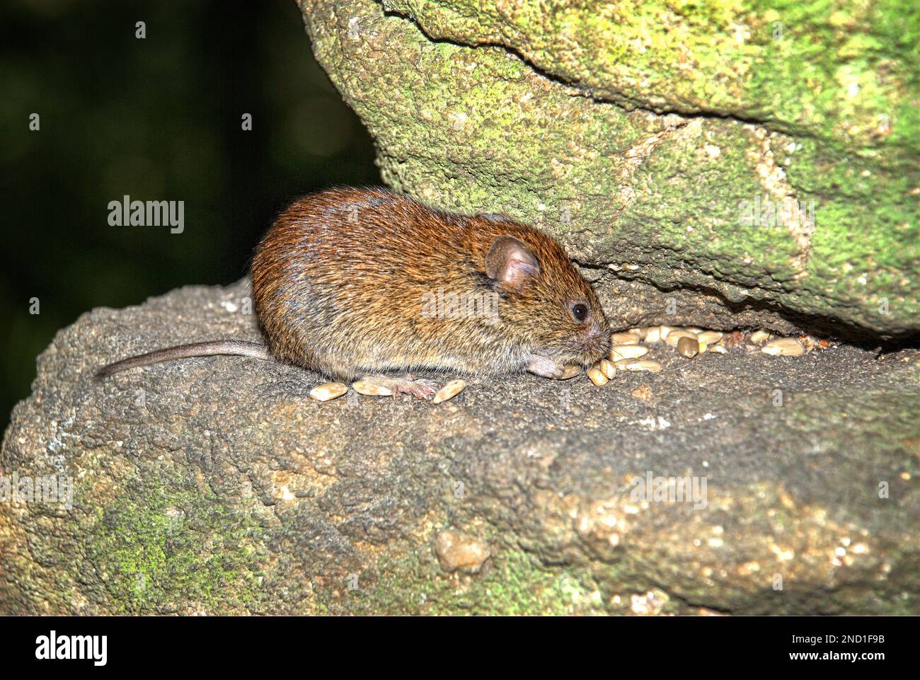 Bird feed attracted voles hi-res stock photography and images - Alamy