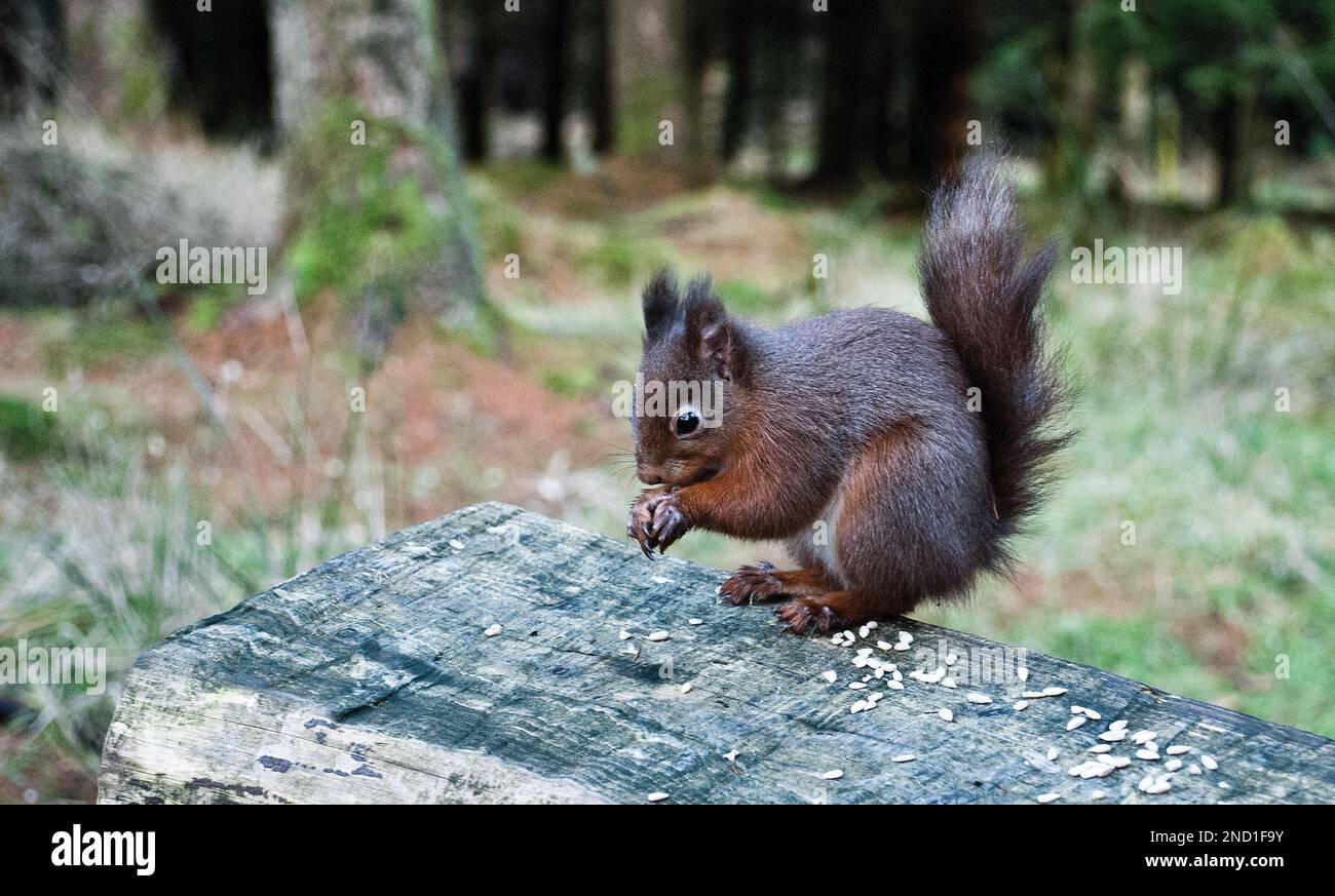 Still widespread in the north of england and scotland hi-res stock ...