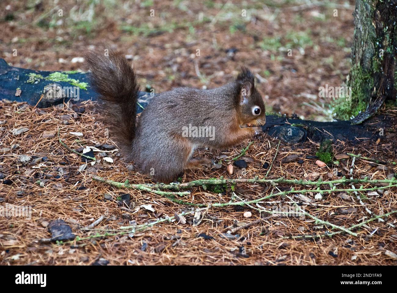 Red squirrel (Sciurus vulgaris) surviving in North Yorkshire as long as ...