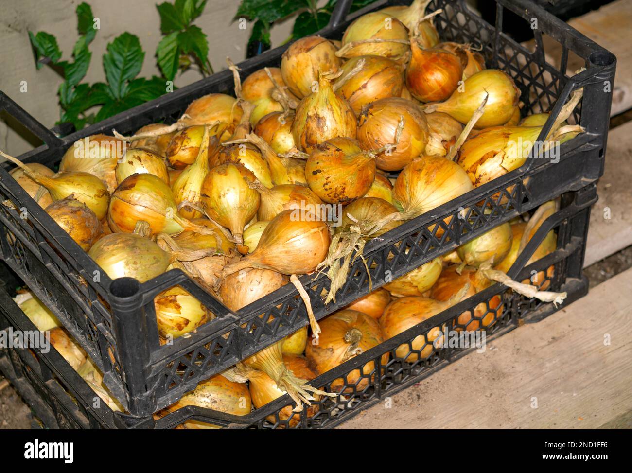 Root crop in a box hi-res stock photography and images - Alamy