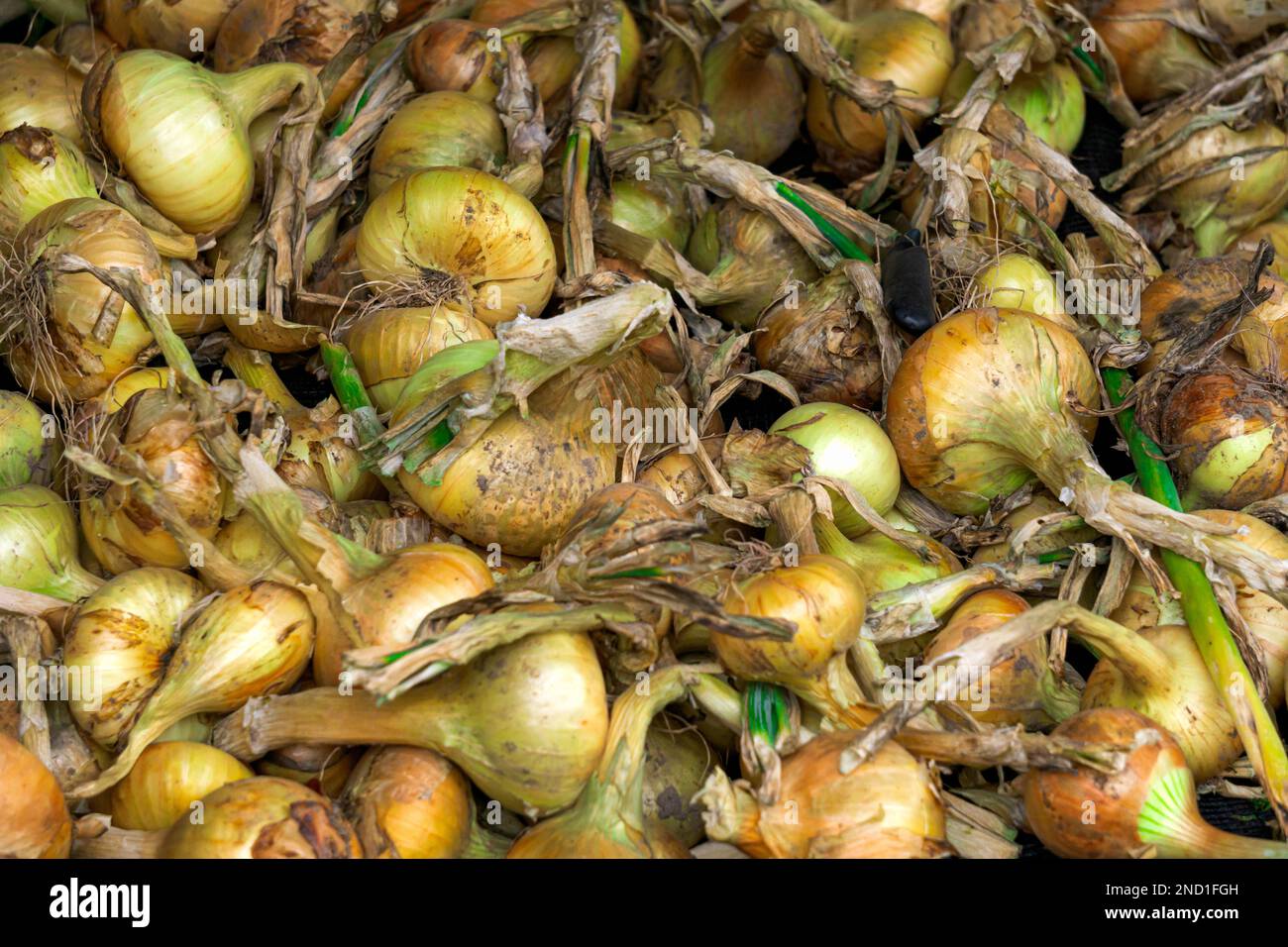 Fresh red onions nice hi-res stock photography and images - Alamy
