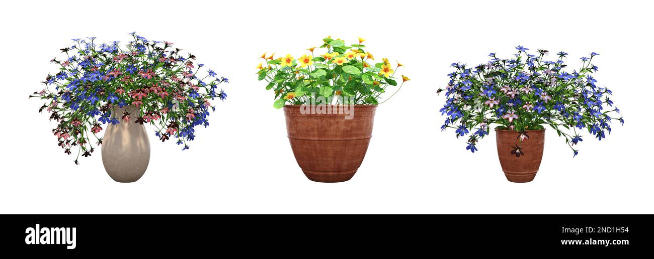 decorative flower in a pot isolated on white background, 3D ...