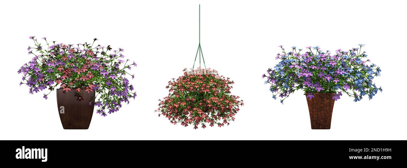 decorative flower in a pot isolated on white background, 3D ...