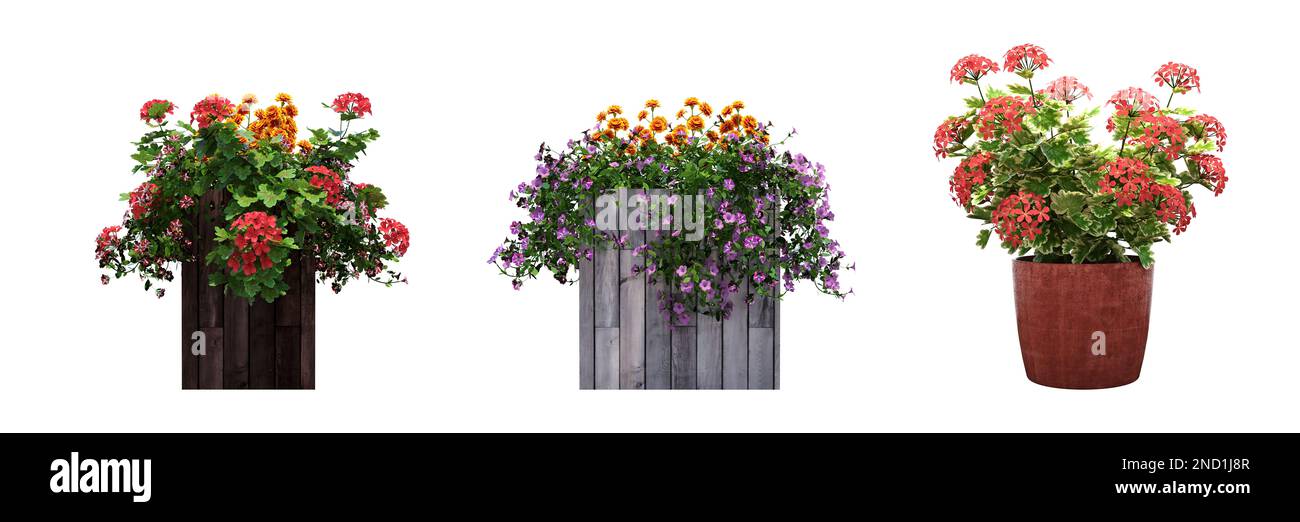 decorative flower in a pot isolated on white background, 3D ...