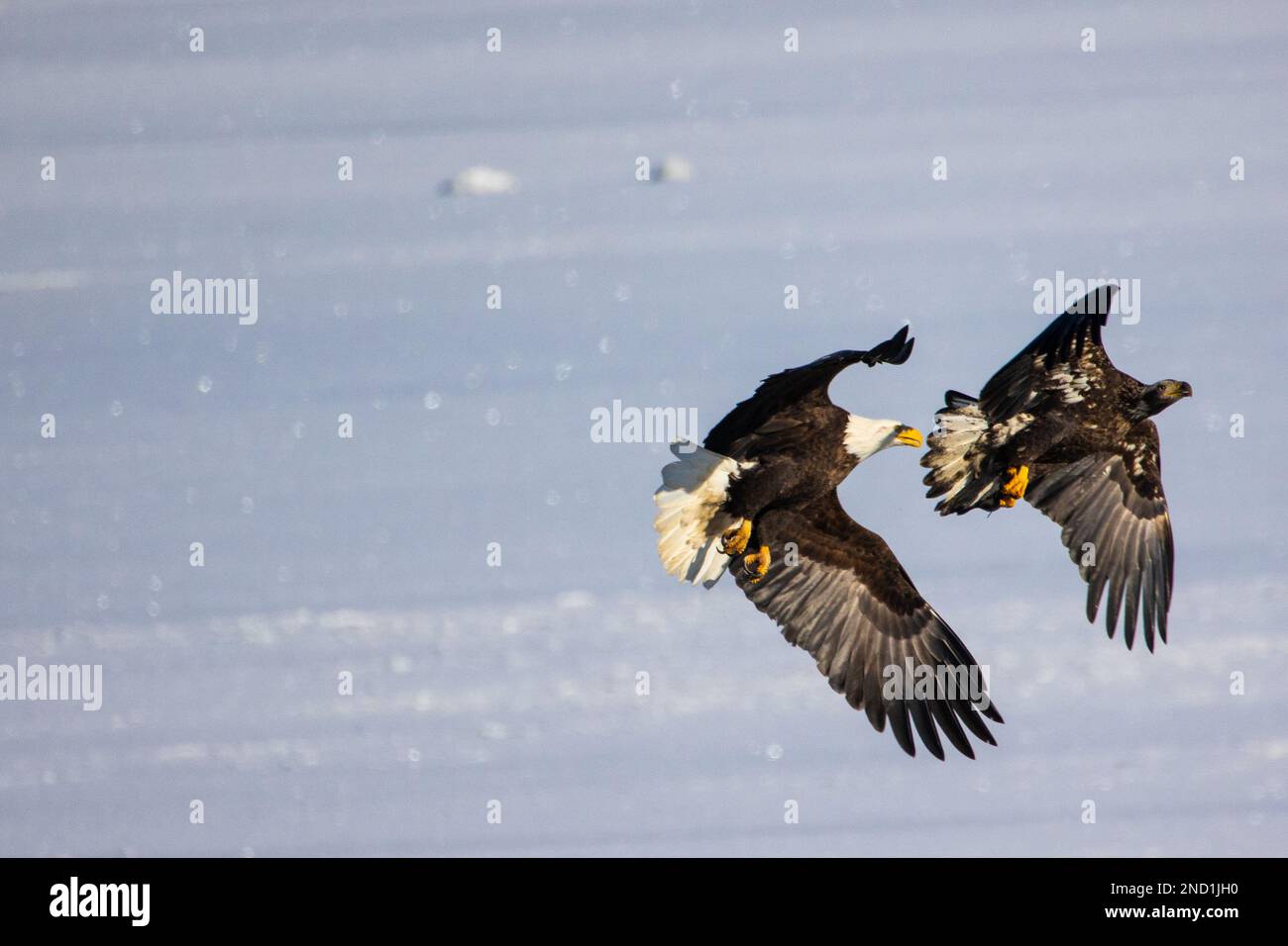 Two sea eagles flying above the blue sea Stock Photo - Alamy