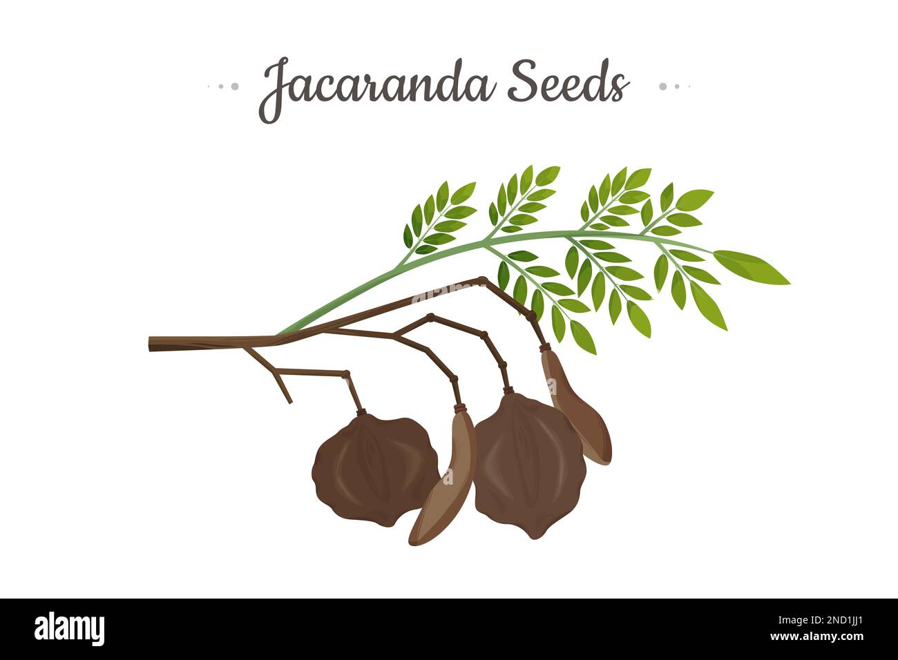 Jacaranda Mimosifolia tree, seeds and leaves on the branch Stock Vector ...