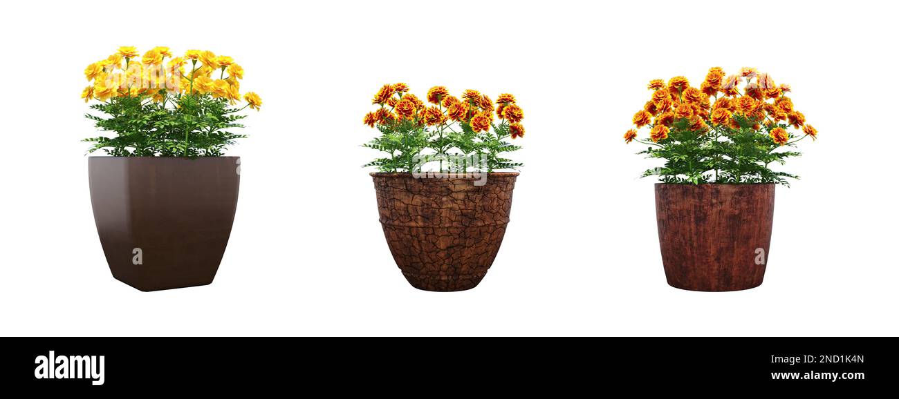 decorative flower in a pot isolated on white background, 3D ...