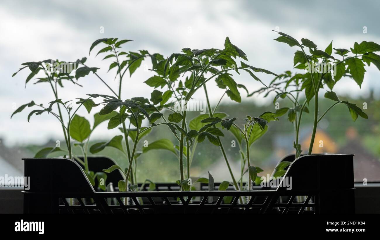 Growing tomatoes windowsill hi-res stock photography and images - Alamy