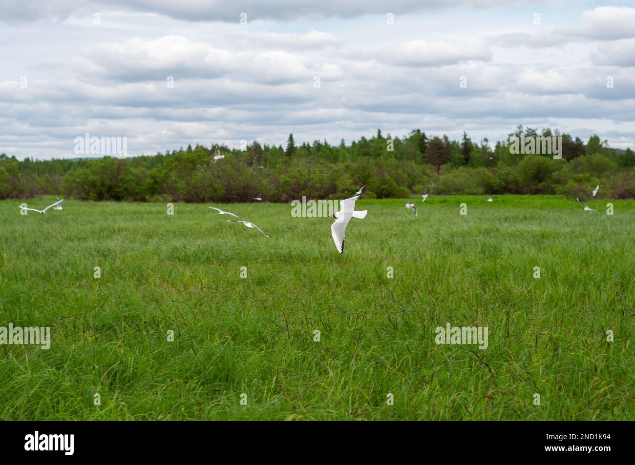 Birds seagulls flying on Koivusaari Nature Trail in Rovaniemi, Lapland ...