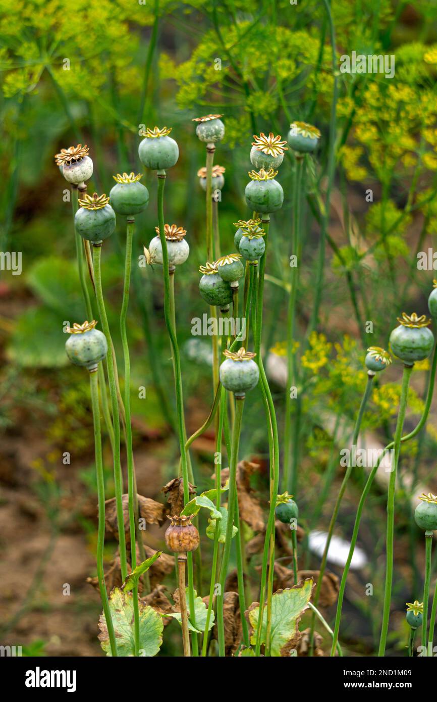 Green poppy boxes in the summer garden Stock Photo - Alamy