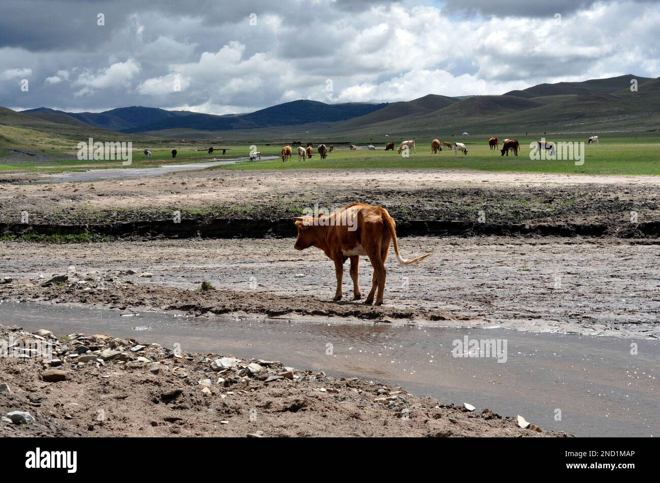 This August 2010 photo shows cows on the Inner Mongolia grasslands ...