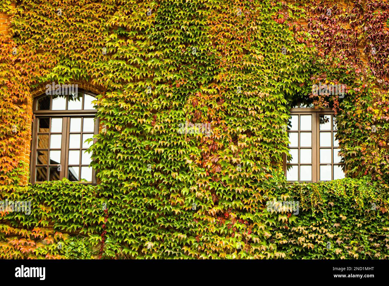 The window of the house is overgrown with ivy. Green, red and yellow ...