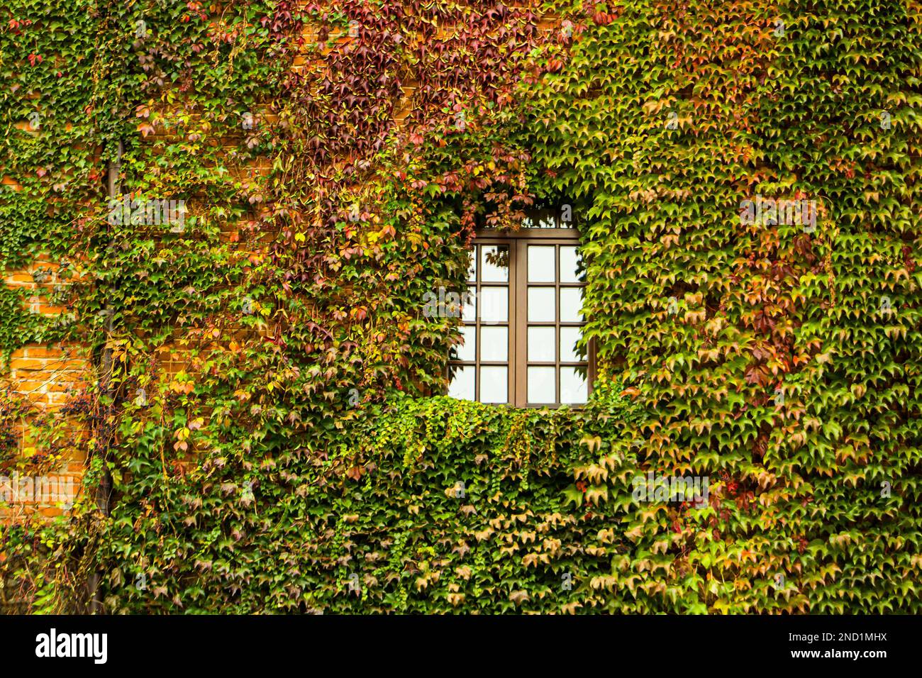 The window of the house is overgrown with ivy. Green, red and yellow ...