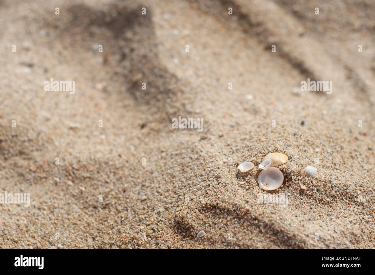 Shells on sand hi-res stock photography and images - Alamy