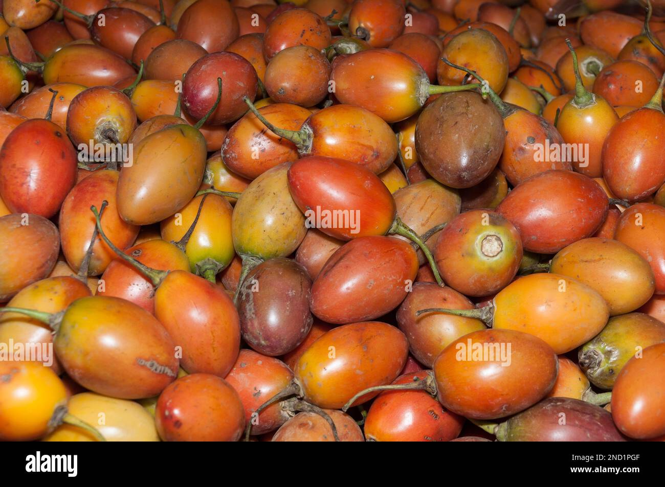 Fruit, tree tomato in supermarket - Solanum betaceum Stock Photo - Alamy