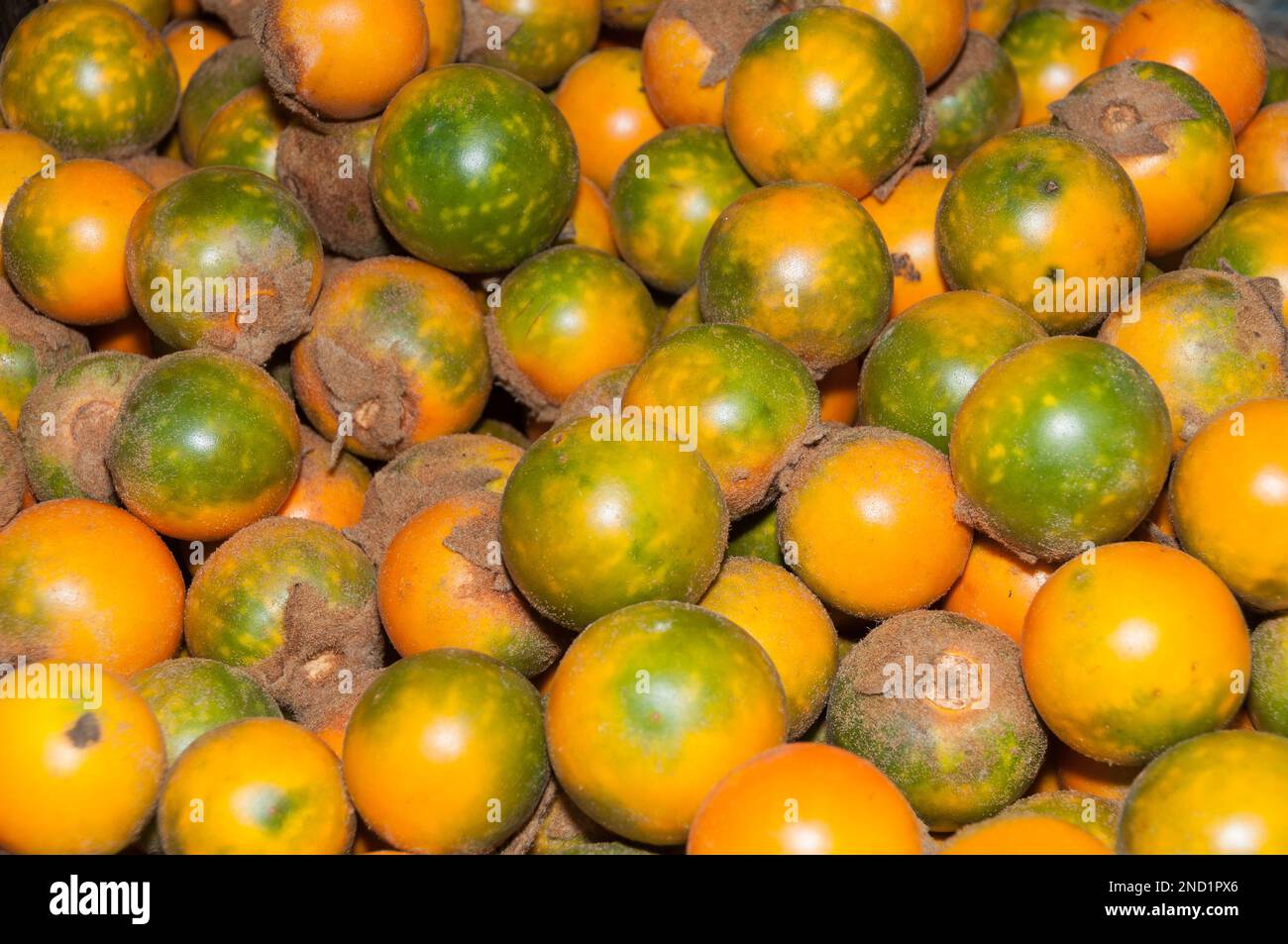 Lulo tropical fruit - Solanum quitoense Stock Photo - Alamy