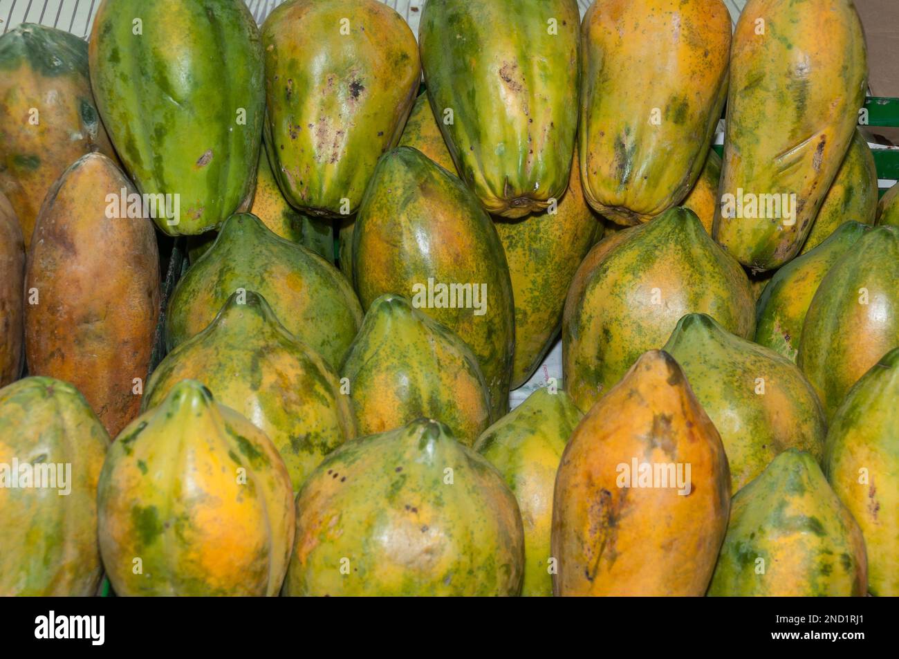 Papaya fruit in supermarket - Scientific name: Carica papaya Stock ...