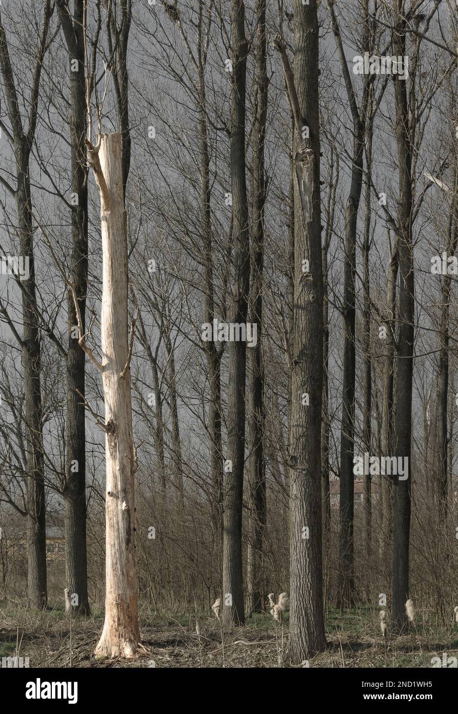 Poplars without leaves hi-res stock photography and images - Alamy