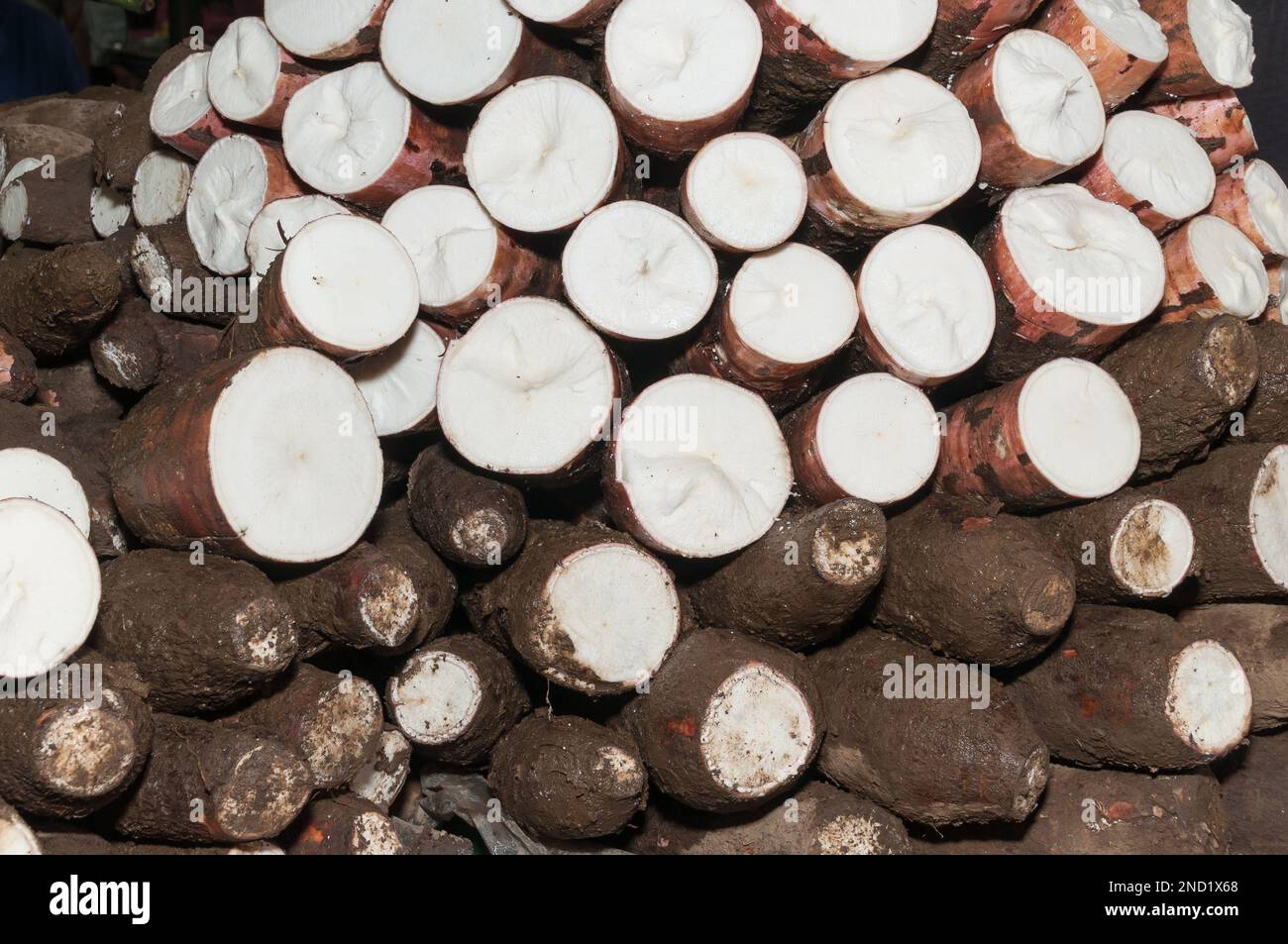 Cassava raw tuber - Manihot esculenta Stock Photo - Alamy