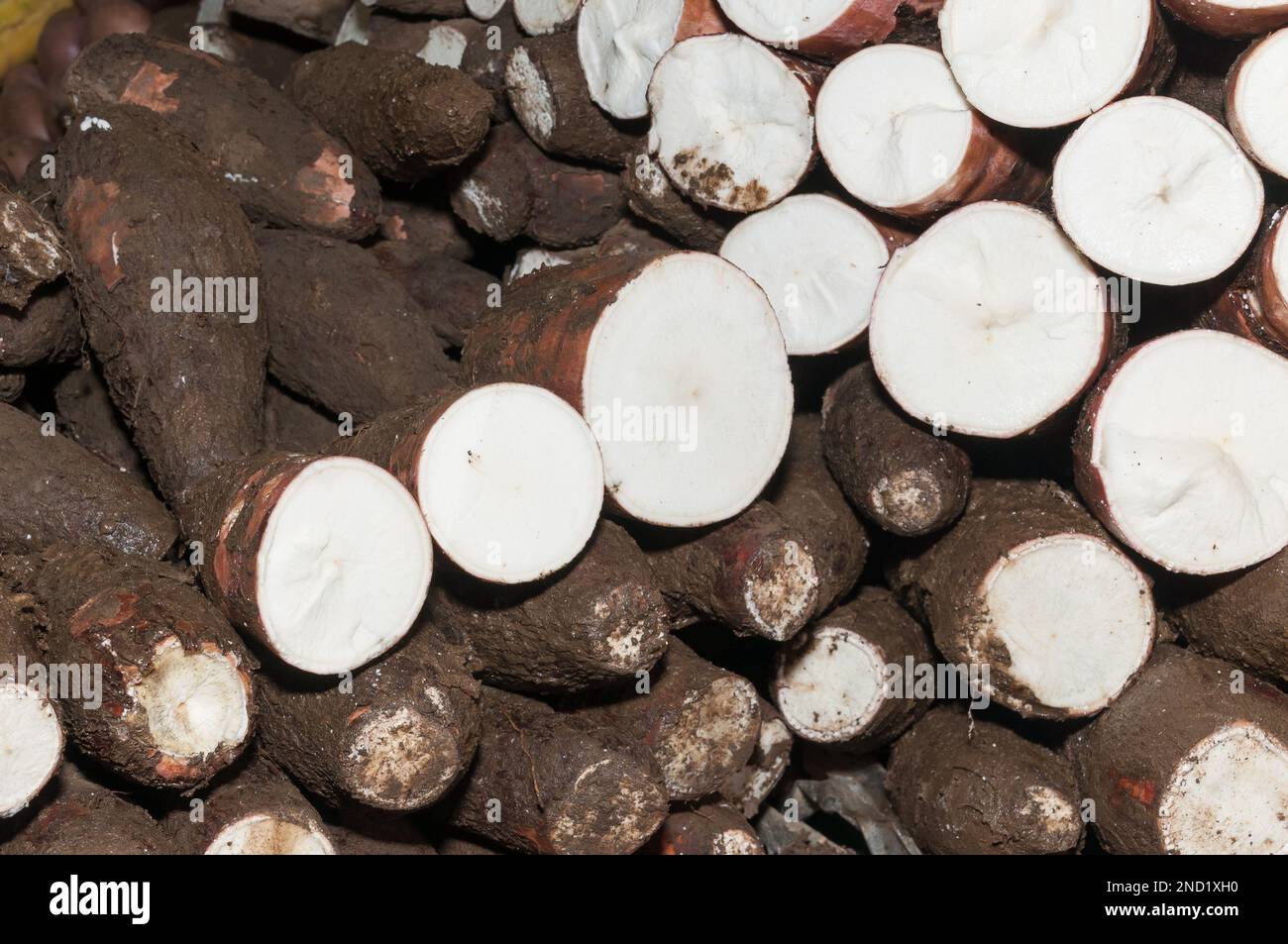 Cassava raw tuber - Manihot esculenta Stock Photo - Alamy