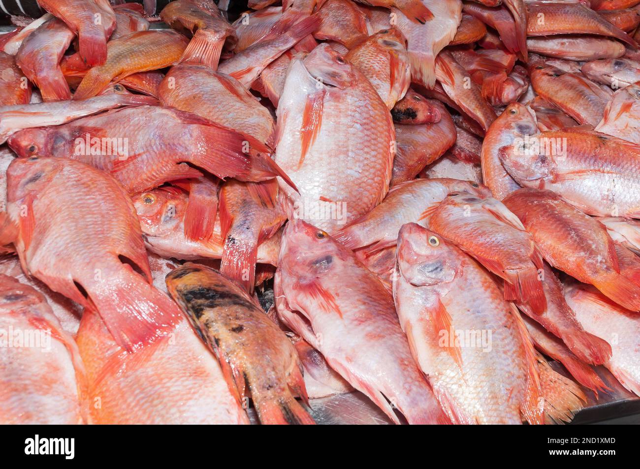 Fish, red tilapia or red mojarra (Oreochromis Stock Photo - Alamy