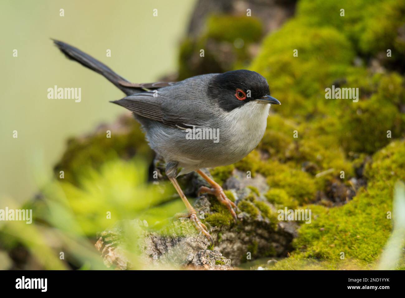 Attentive small Sylvia melanocephala bird with red spots on eyes ...