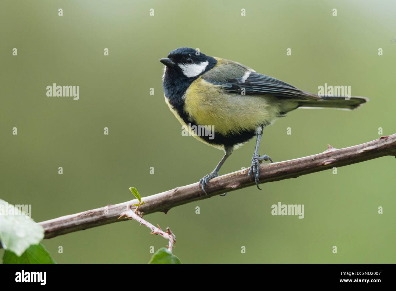 Adorable small Parus major bird sitting on thin branch of tree in park ...