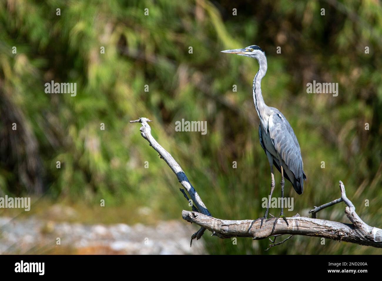 Great Ardea cinerea bird standing on branch of tree against green ...