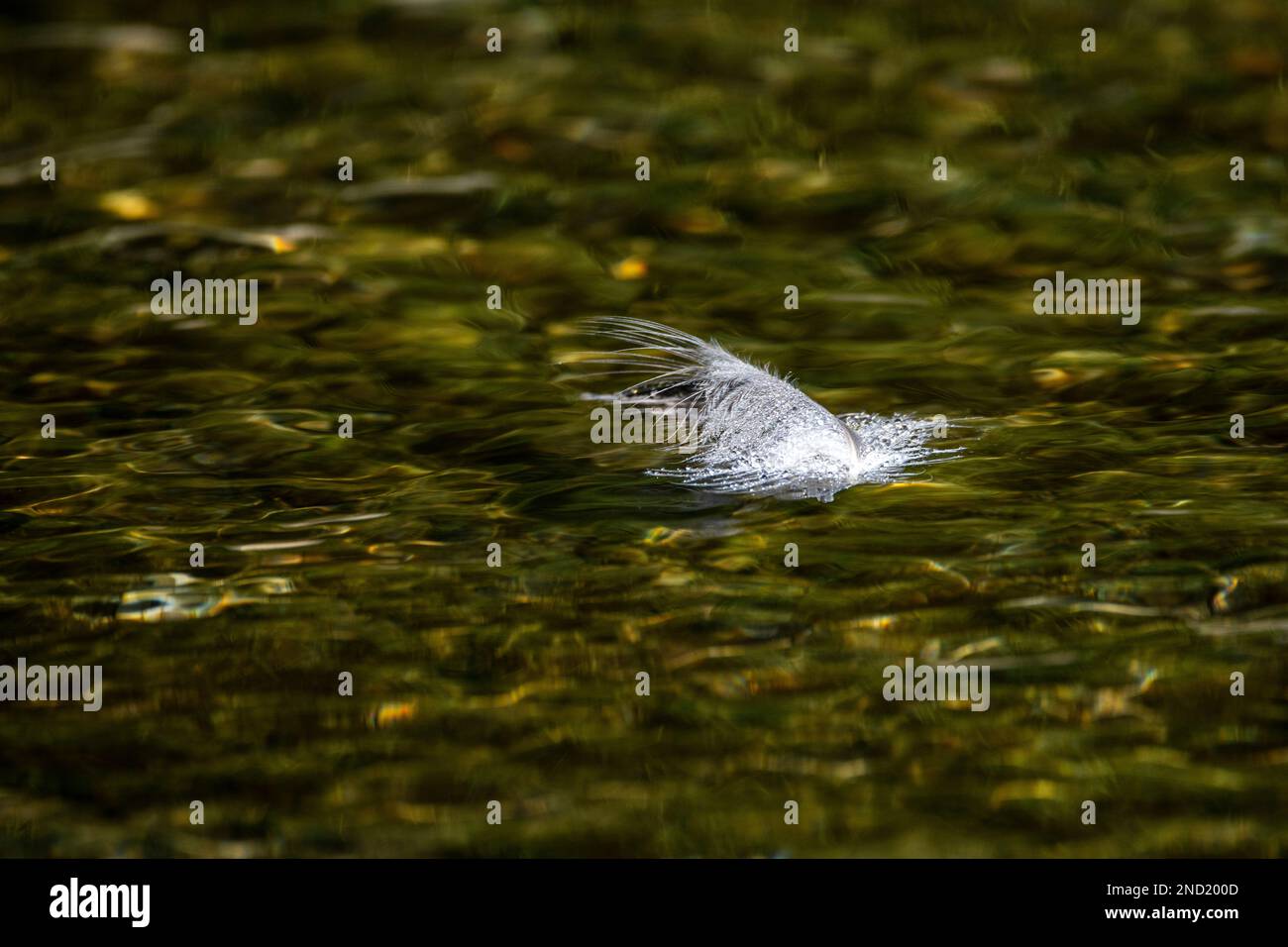 White feather floating in green water of pond on sunny day in nature ...